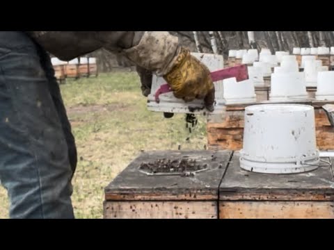 Pollen Patties - with real pollen and Apis Biologix "Rocket Fuel ...